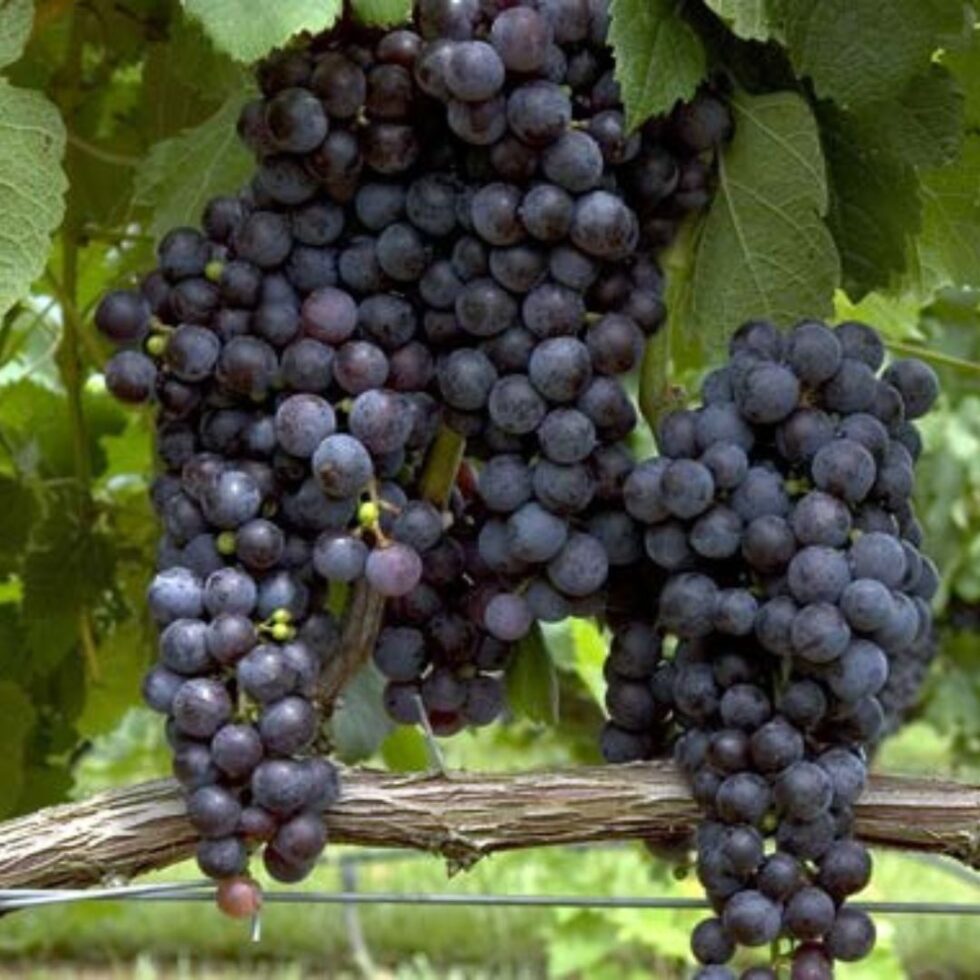 Piedmont Triad Regional Council